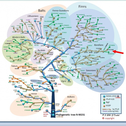 DNA | rautalamminkorhoset
